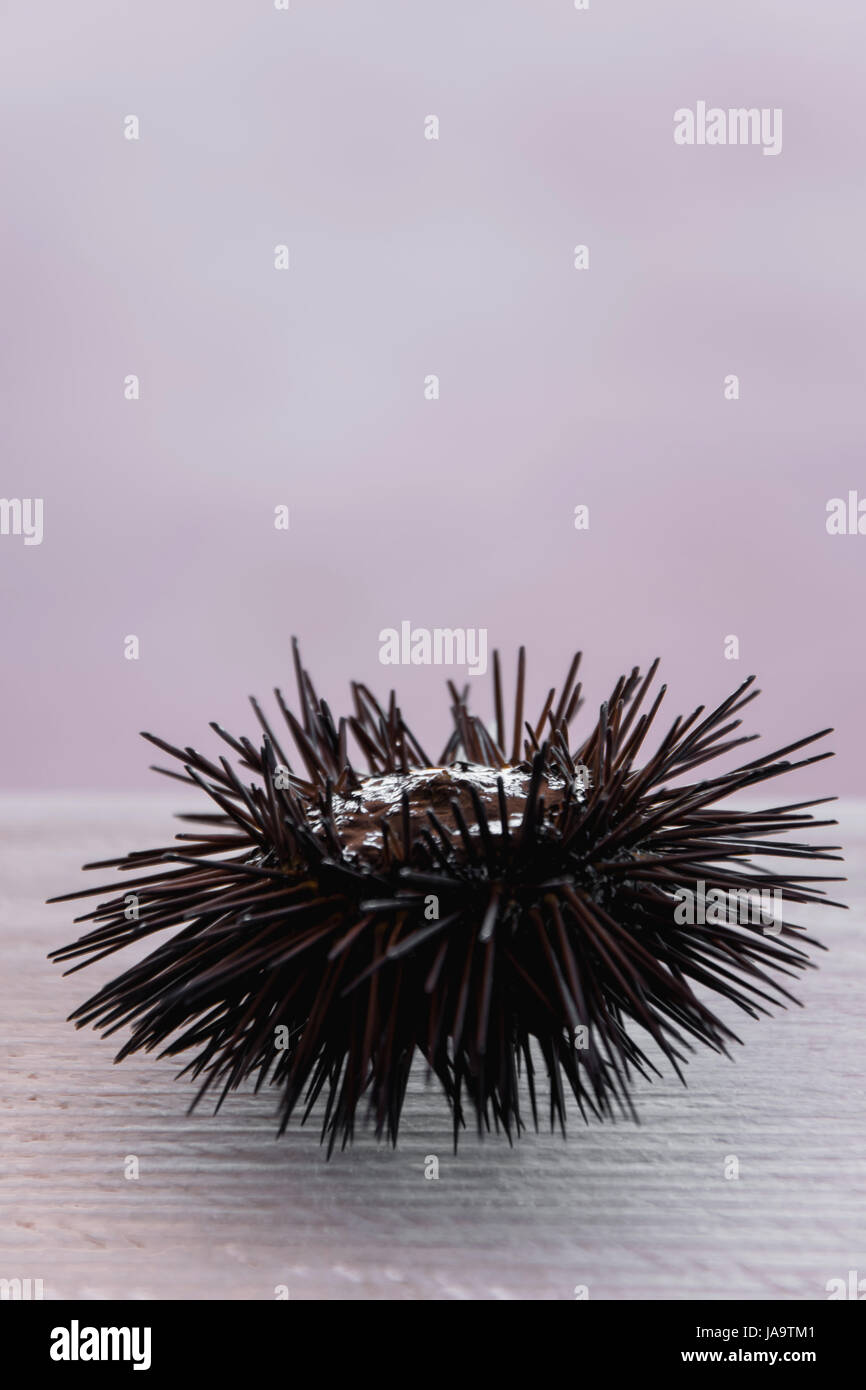 Urchin macro photography close hi-res stock photography and images - Alamy