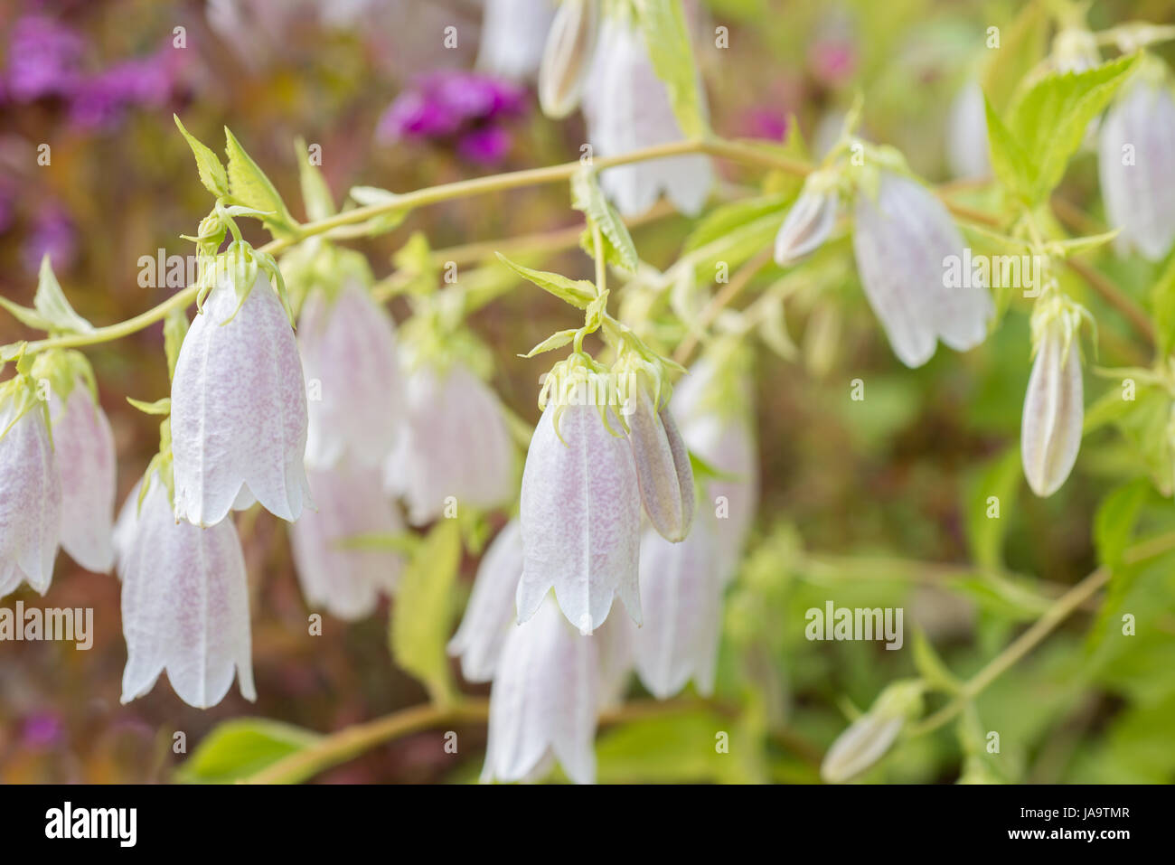 Flowers white bells Stock Photo - Alamy