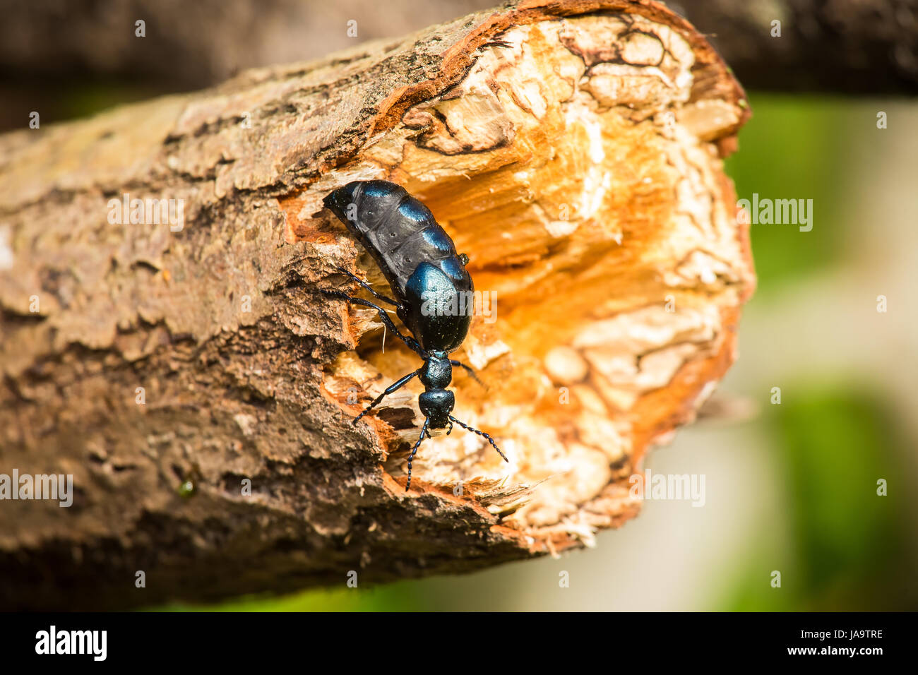 A beautiful closeup of a dark blue beetle on a tree trunk in summer ...
