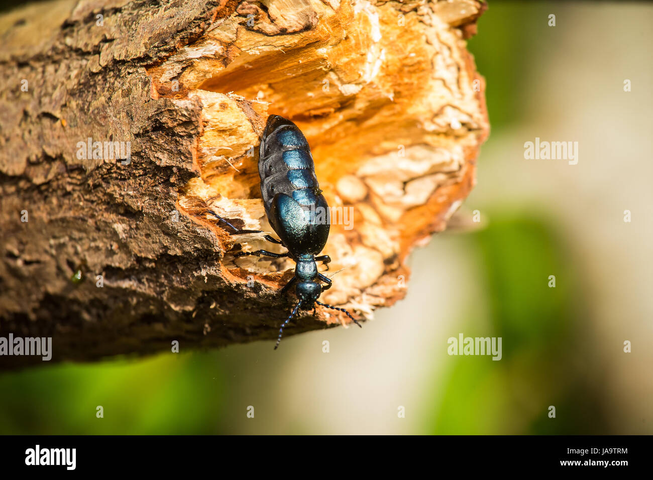 Blue beetle hi-res stock photography and images - Alamy