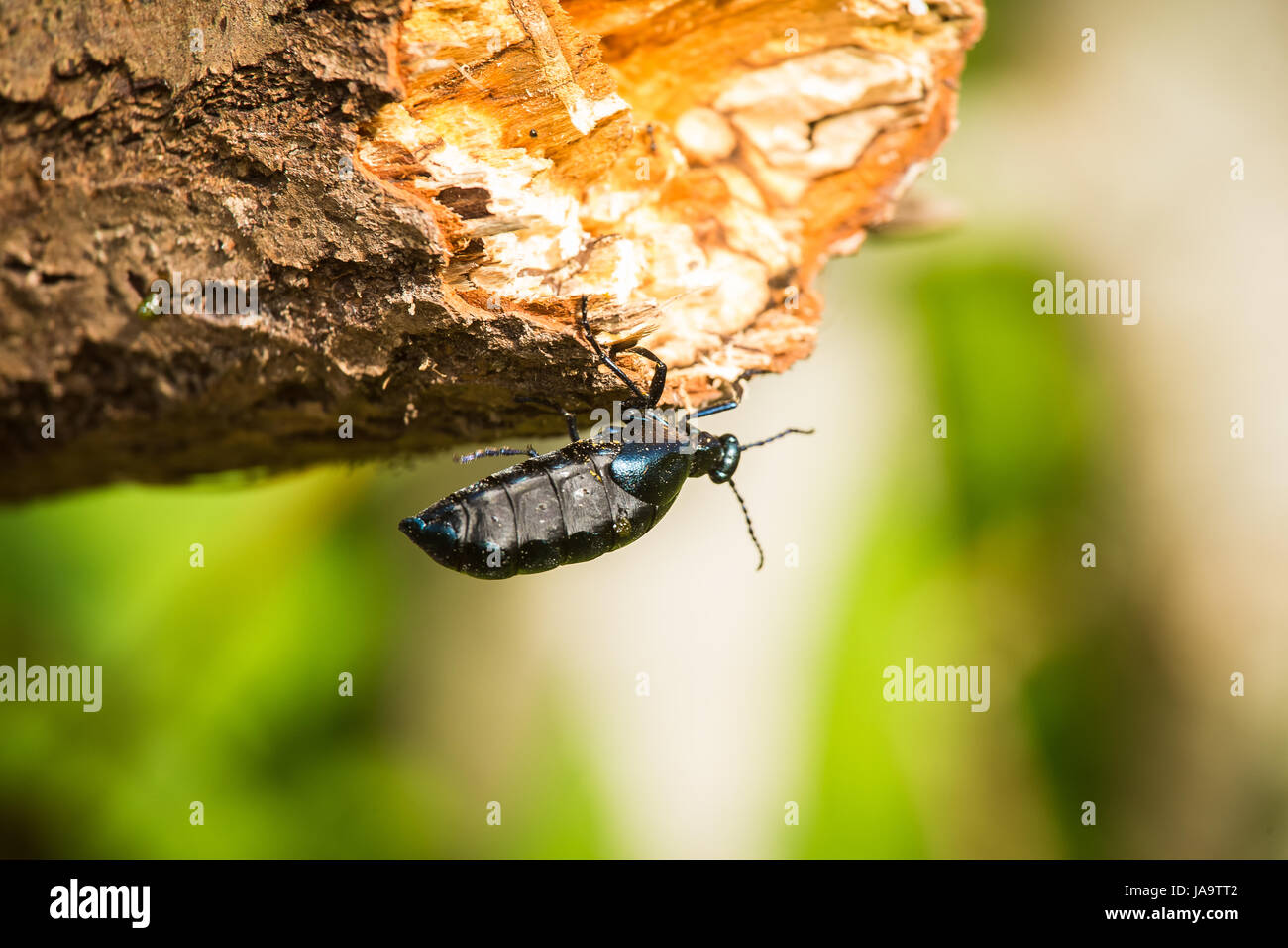 A beautiful closeup of a dark blue beetle on a tree trunk in summer ...