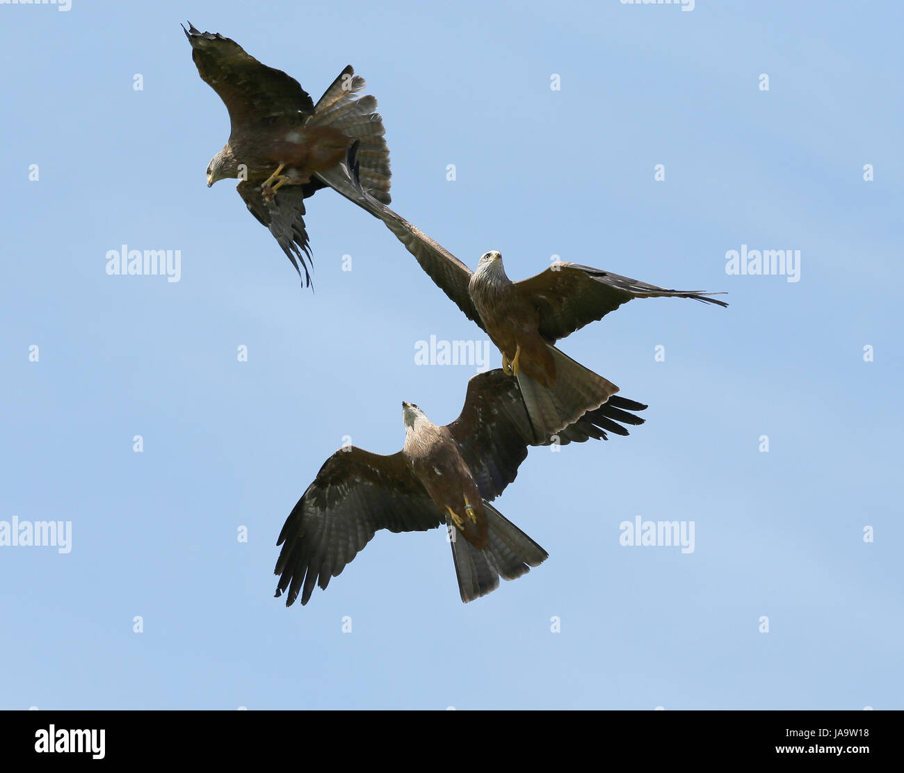 Food in flight hi-res stock photography and images - Alamy
