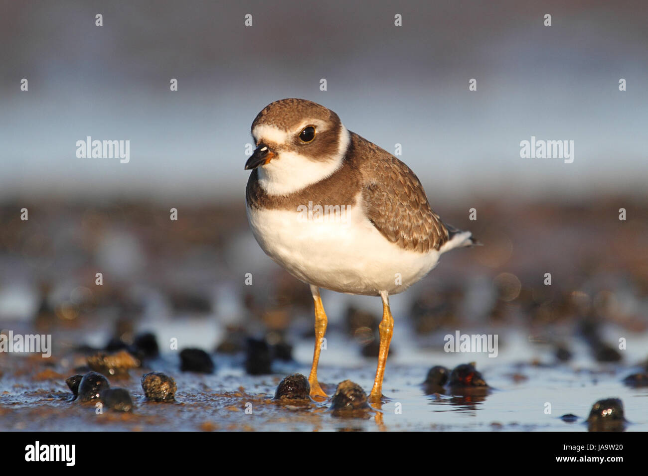 bird, plover, salt water, sea, ocean, water, nature, animal, bird, wild ...