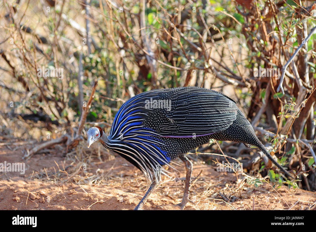 bird, africa, kenya, savannah, birds, safari, guinea fowl, fly, flies ...