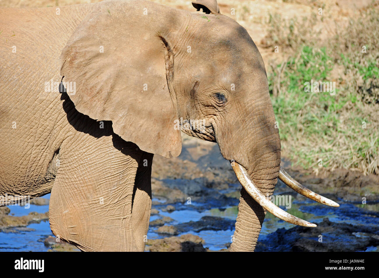 africa, elephant, ivory, tusks, savannah, safari, africa, elephant ...
