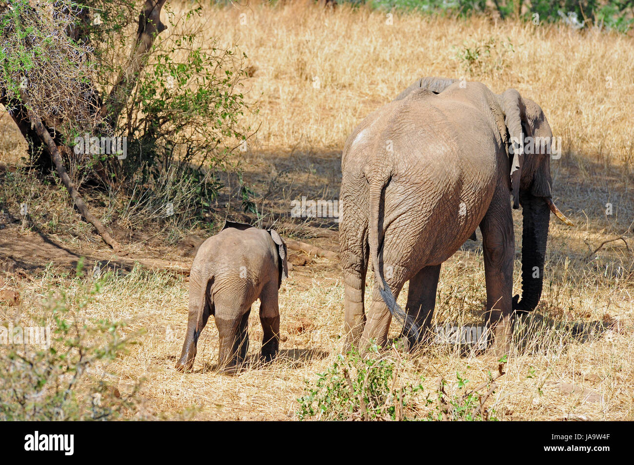 africa, elephant, ivory, tusks, savannah, safari, africa, elephant ...