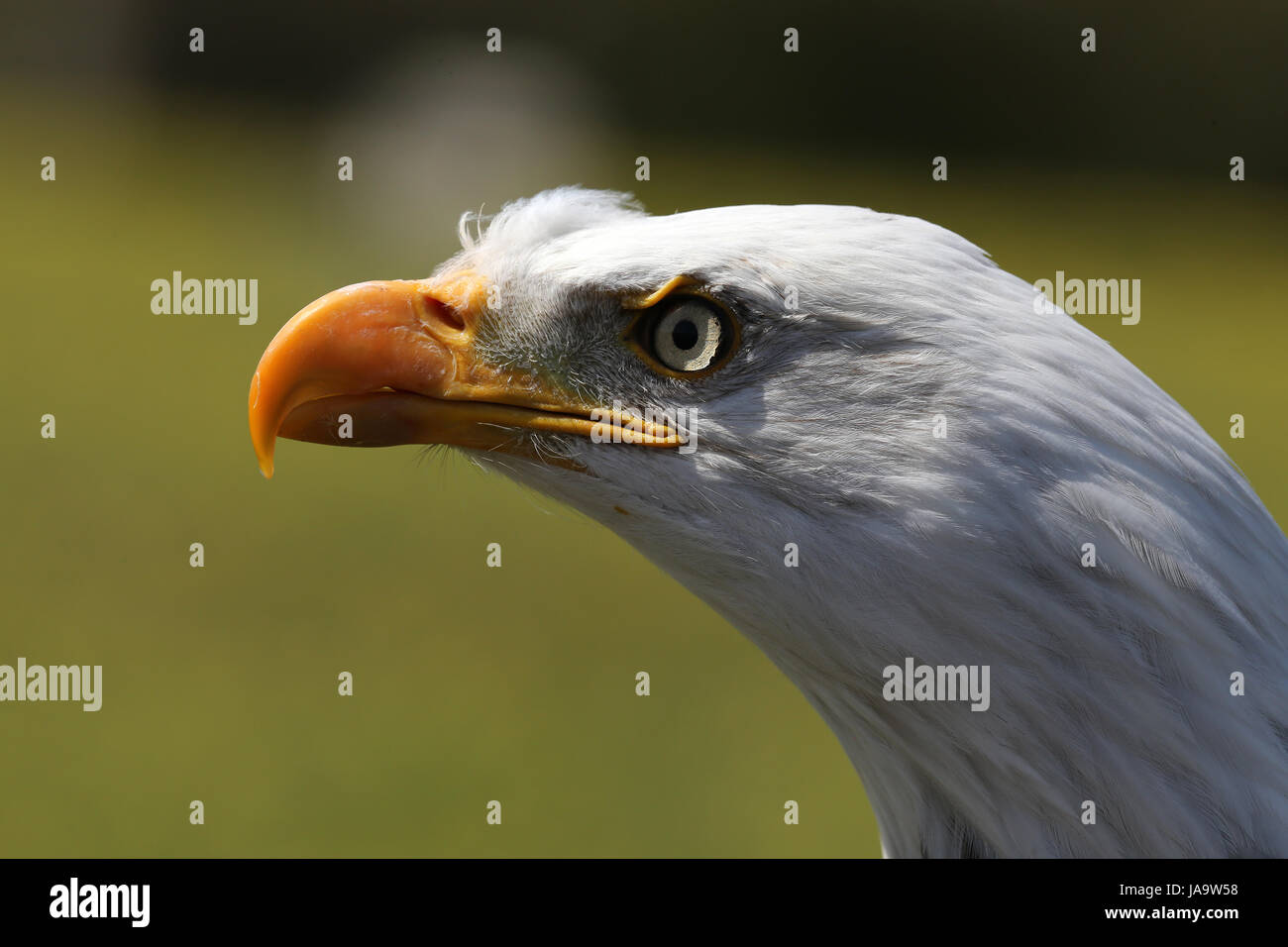 Close up of a Bald Eagle's head Stock Photo - Alamy