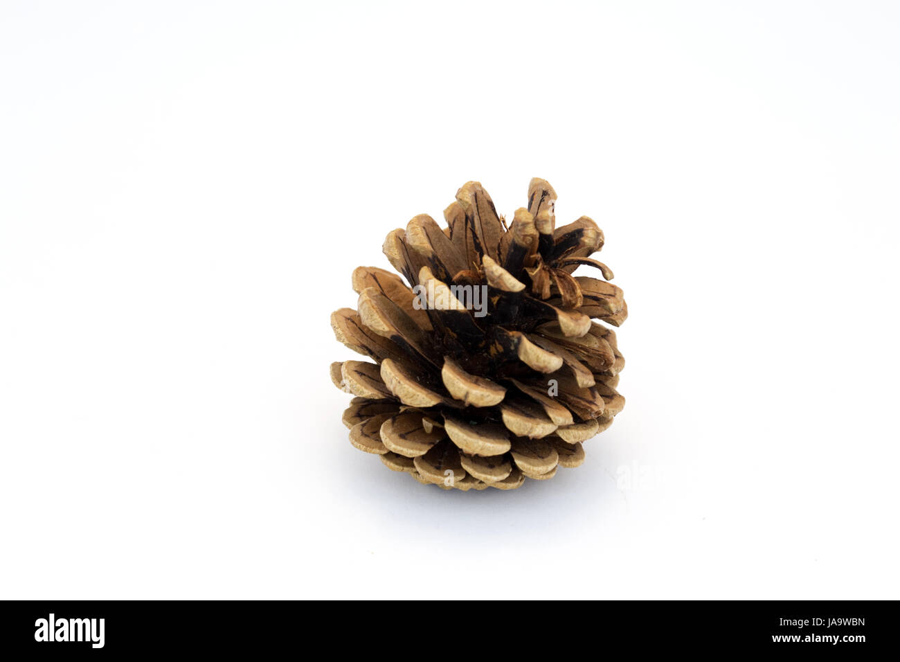 single, tree, pine, cone, seed, nature, fall, autumn, single, isolated ...