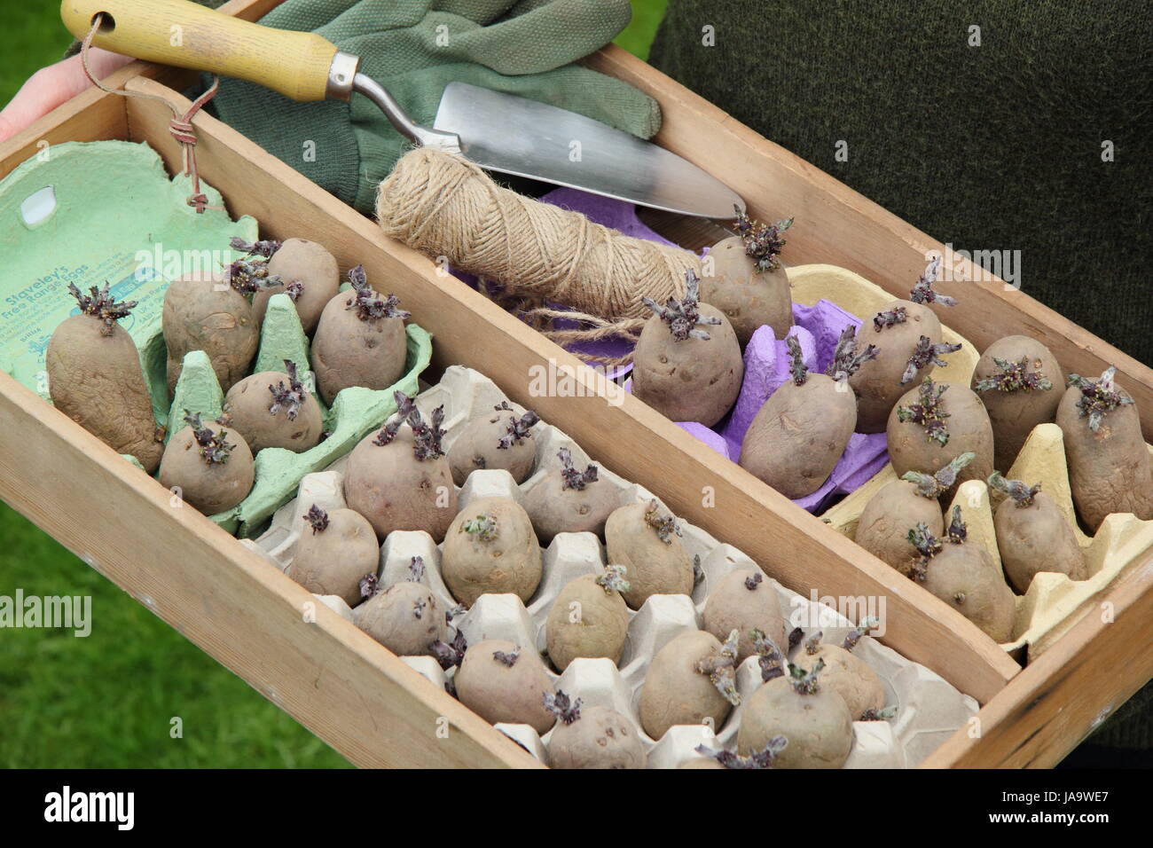 A female gardener carries a wooden tray containing chitted seed ...
