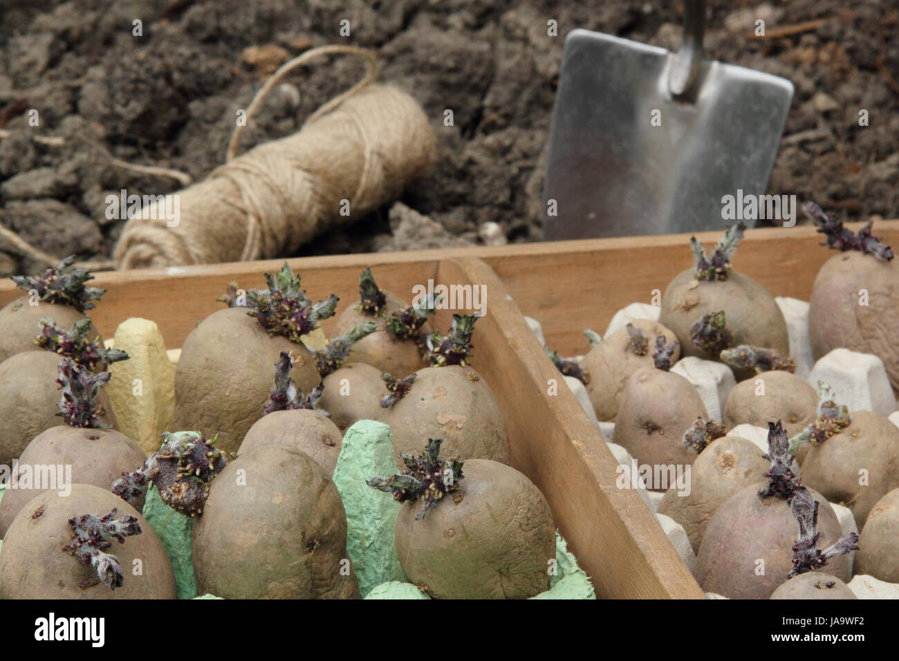 Chitted seed potatoes (Majestic, Charlotte and Red Duke of York varieties) in a vegetable patch ...