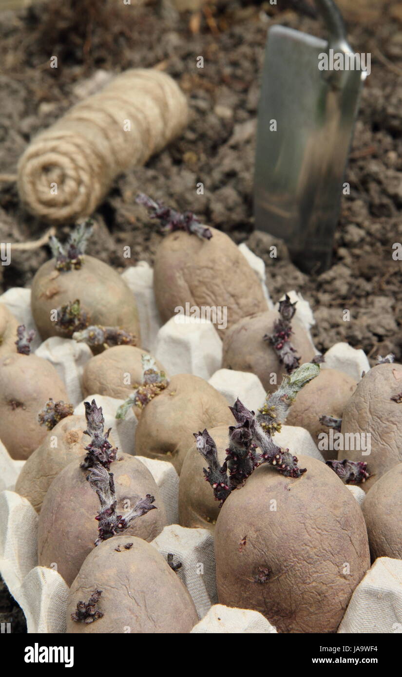 Seed potatoes (Majestic, Charlotte and Red Duke of York varieties ...