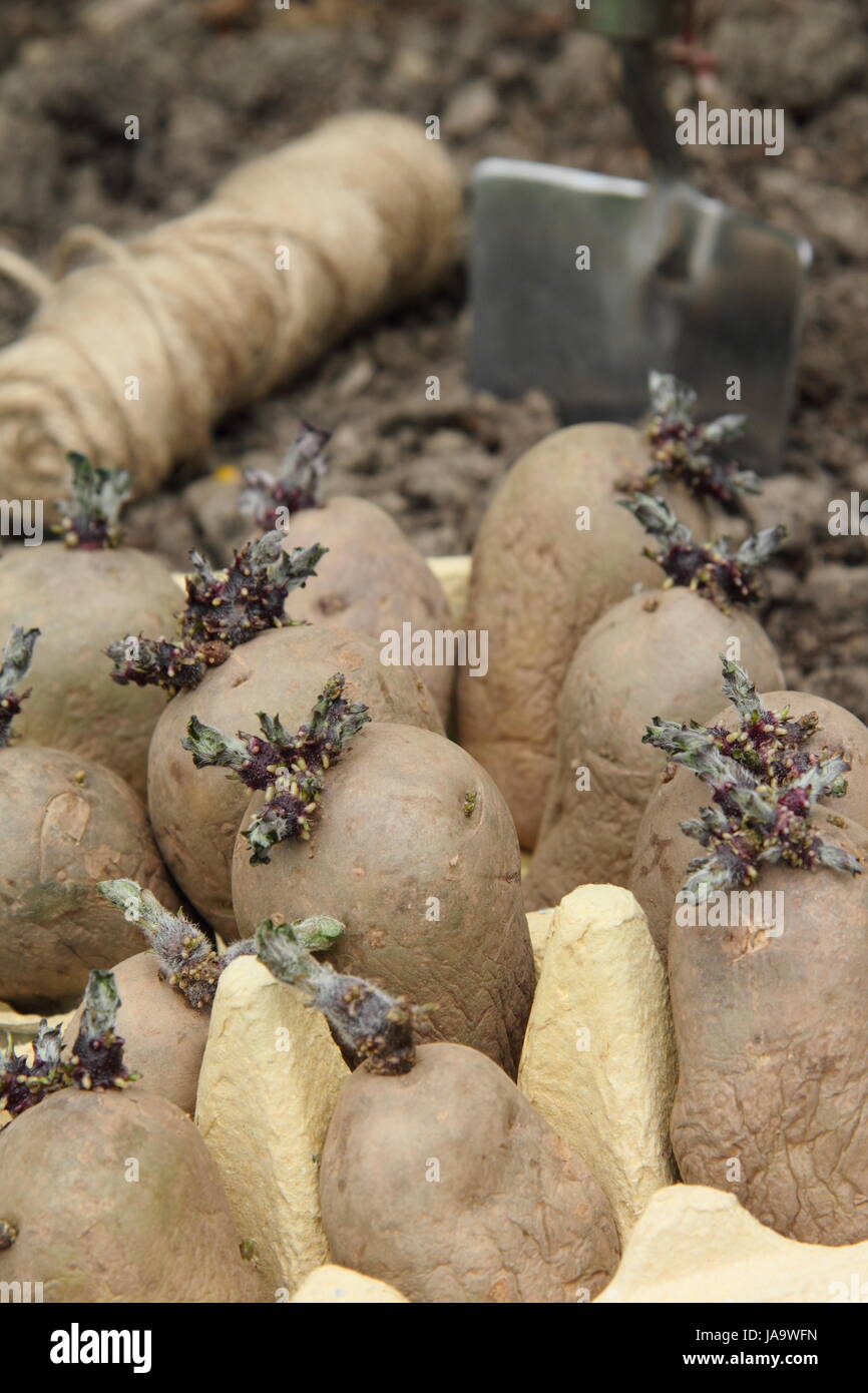 Chitted seed potatoes (Majestic, Charlotte and Red Duke of York varieties) in a vegetable patch ...