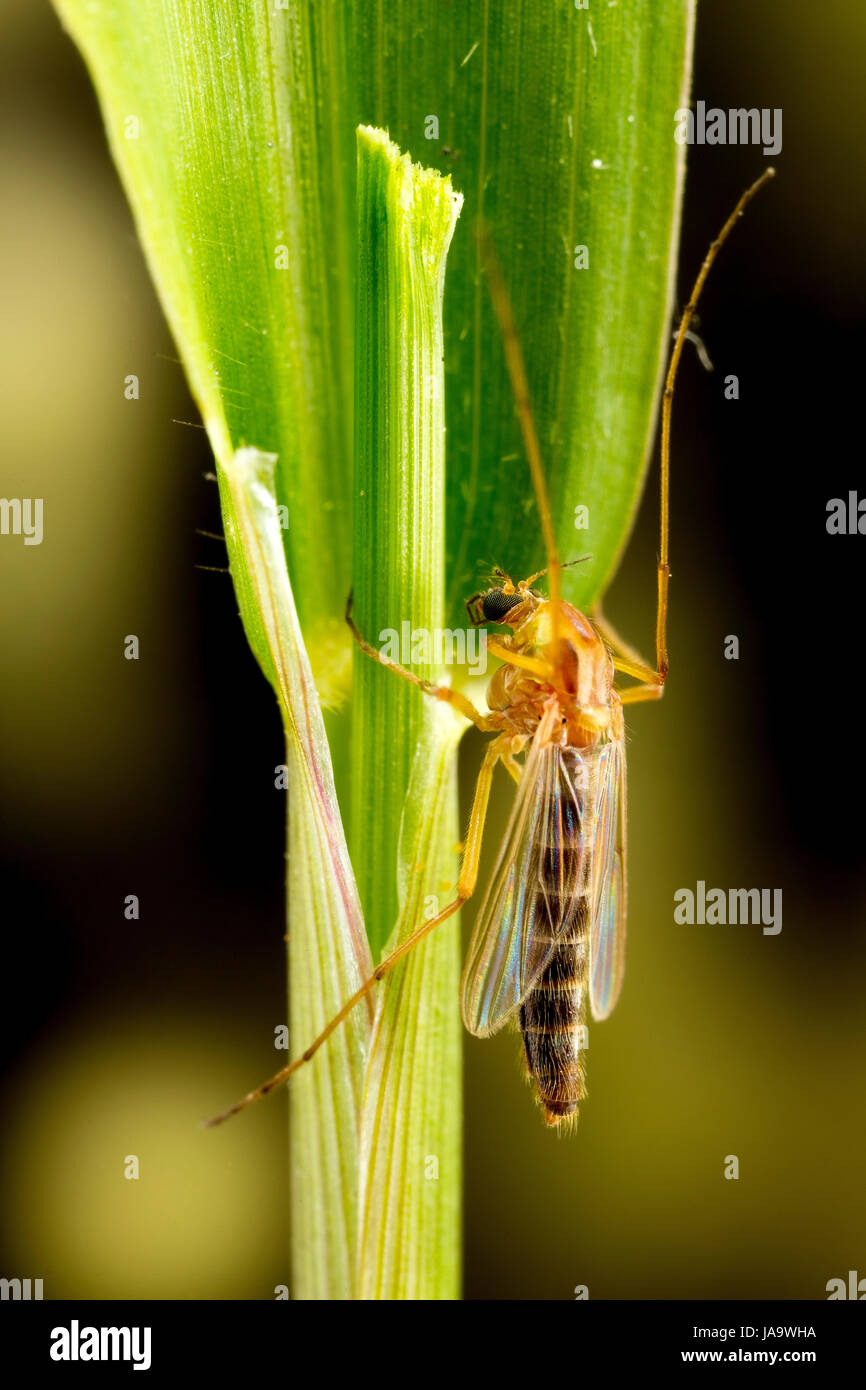 Common house mosquitoes hi-res stock photography and images - Alamy