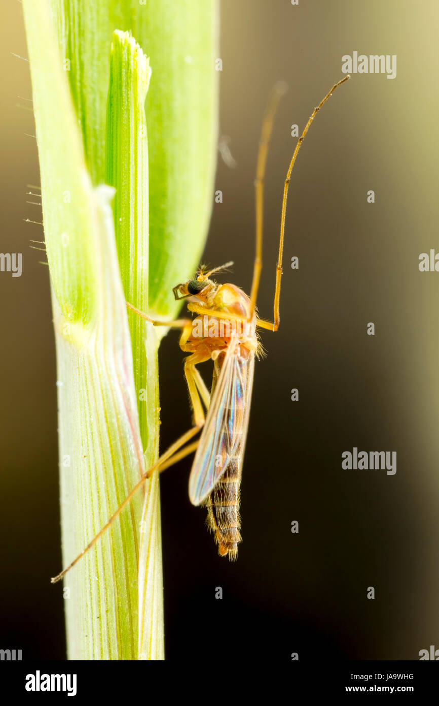The common house mosquito (Culex pipiens Stock Photo - Alamy