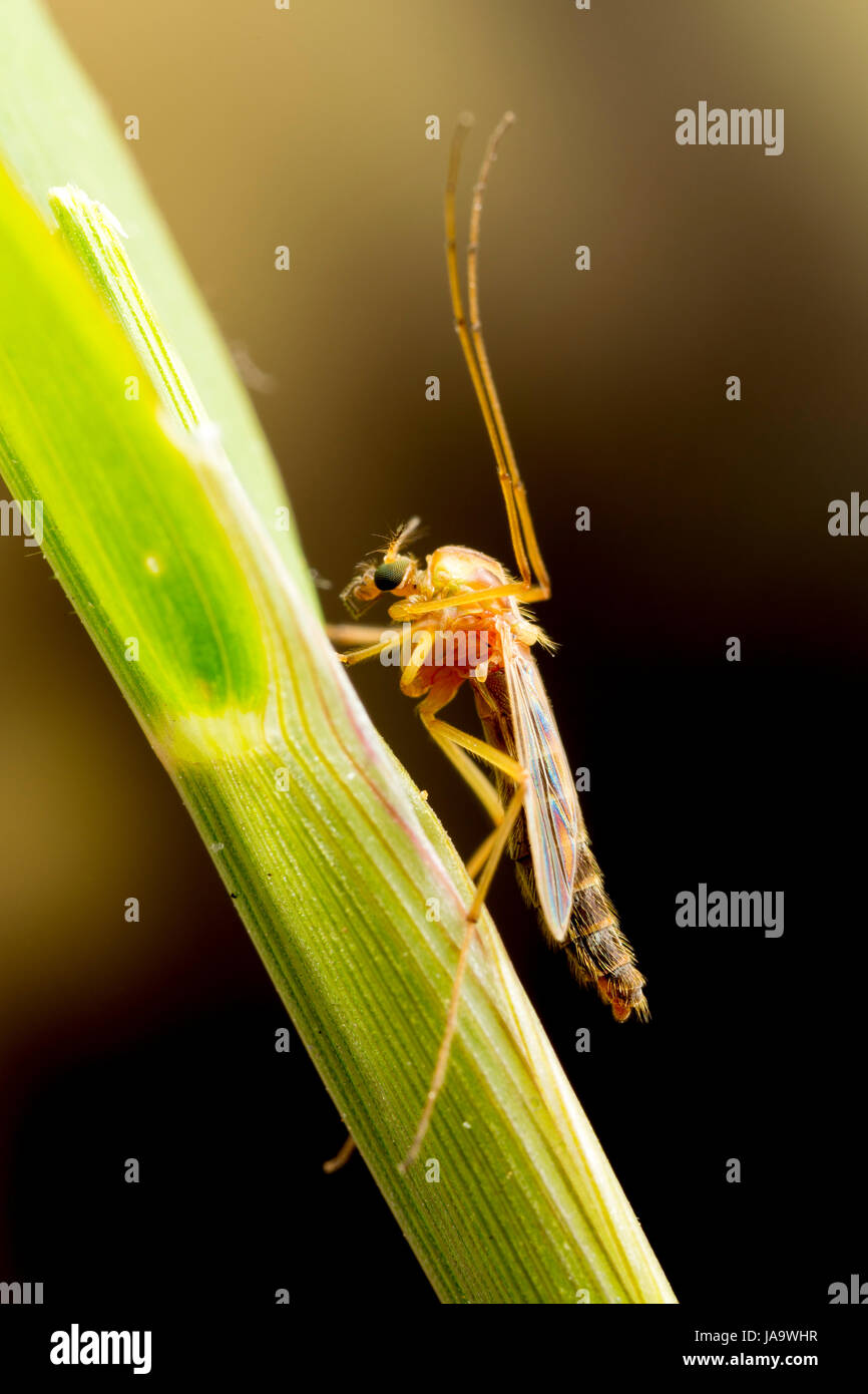 The common house mosquito (Culex pipiens Stock Photo - Alamy