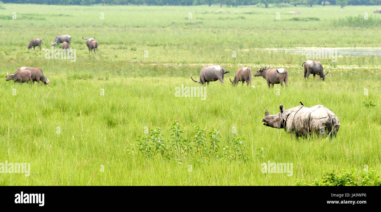 Assam, India. 05th June, 2017. Indian one horn rhinoceros, wild buffalo ...