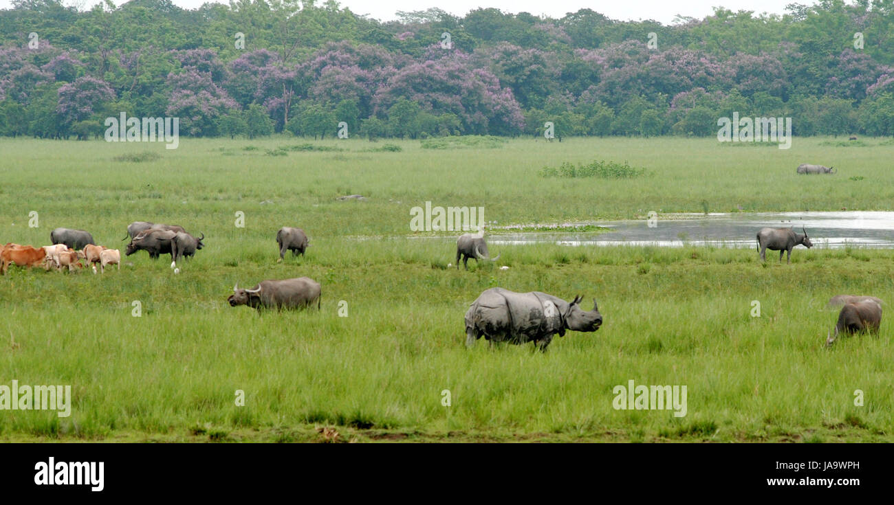 Assam, India. 05th June, 2017. Indian one horn rhinoceros, wild buffalo ...