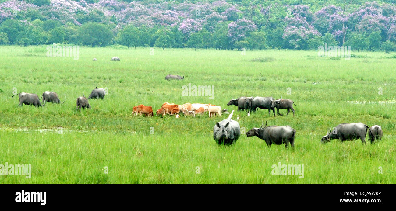 Assam, India. 05th June, 2017. Indian one horn rhinoceros, wild buffalo ...