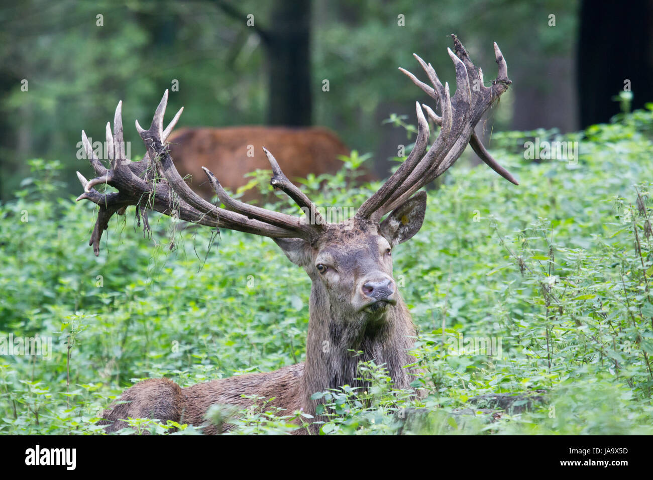 portrait, zoo, deer stag, hart, stag, portrait, zoo, deer stag ...