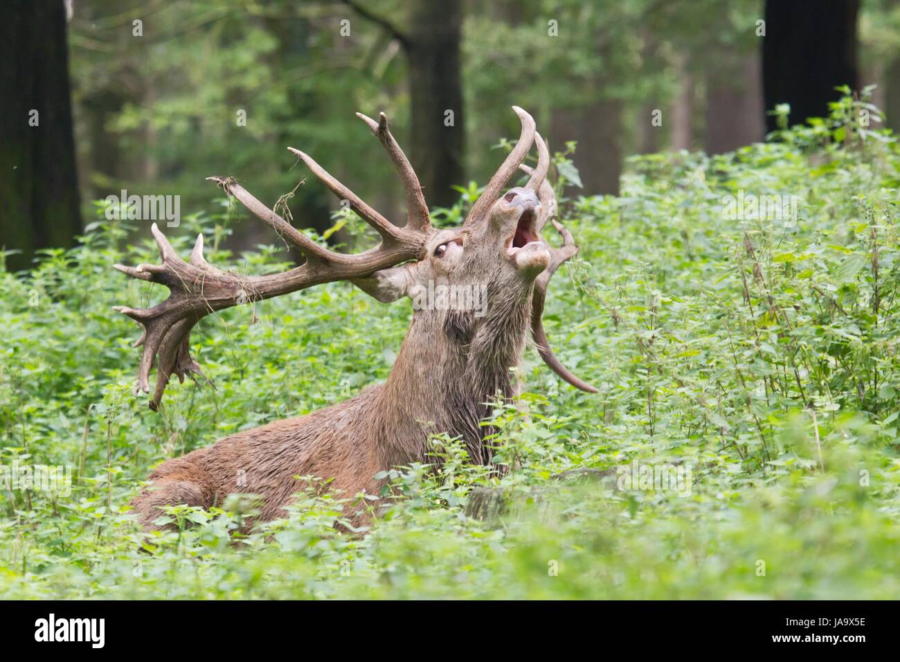 portrait, zoo, deer stag, hart, stag, location shot, masculinely ...