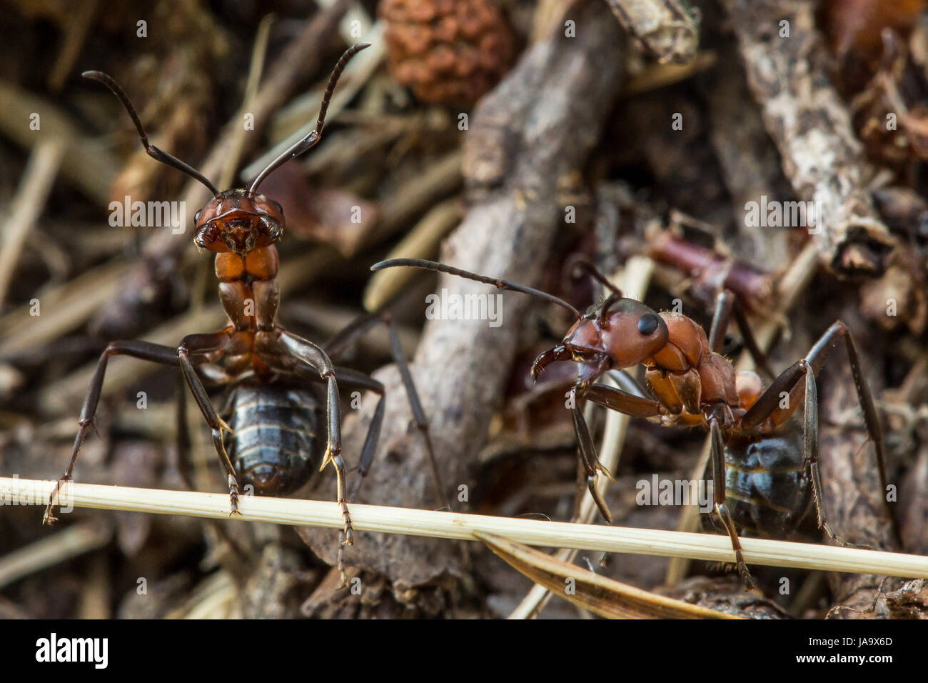 insect, ant, guard, defense, anthill, forest, insect, ant, guard, to ...