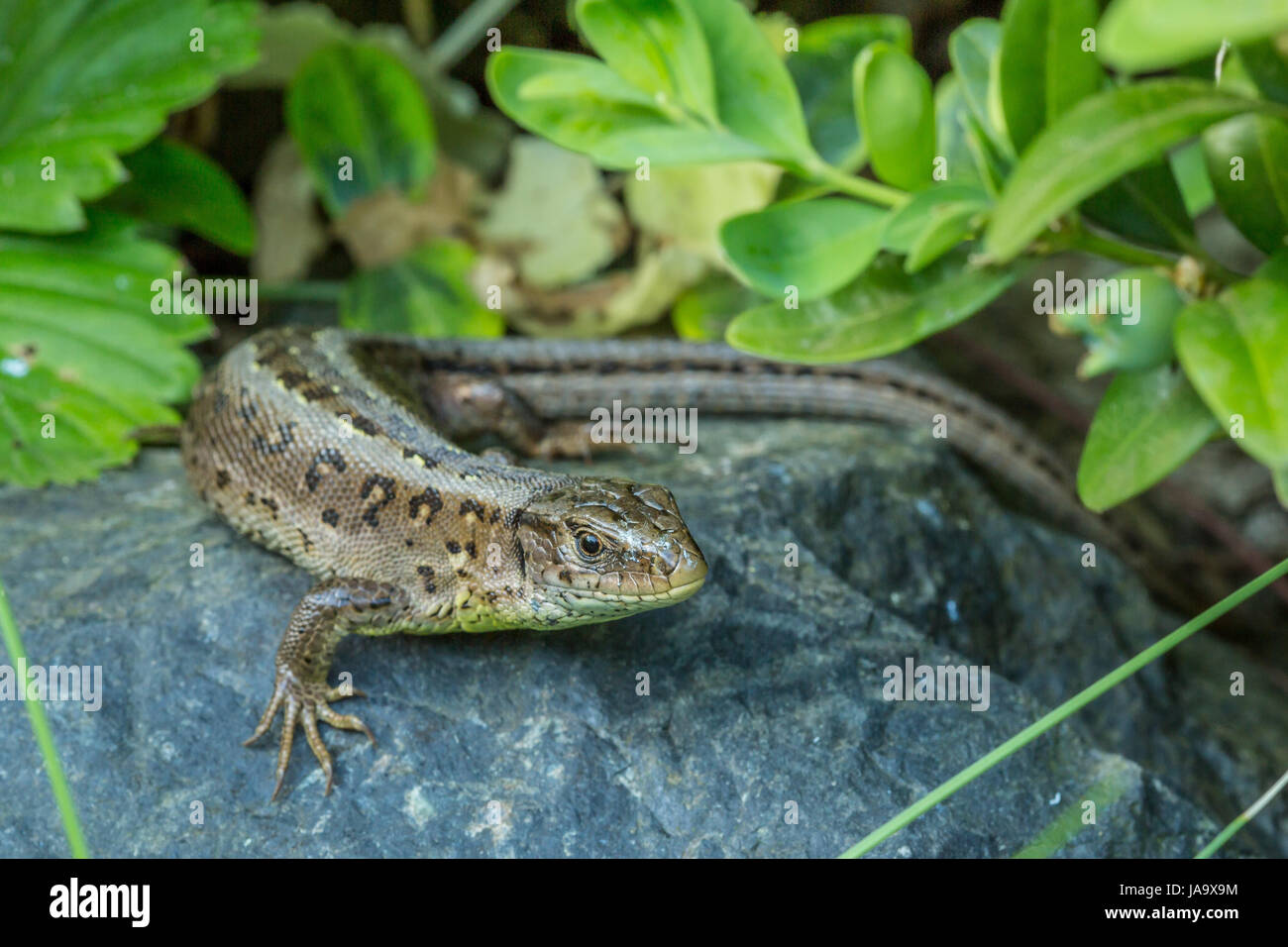 lizard, saurian, critters, lizards, lizard, animals, saurian, suns ...