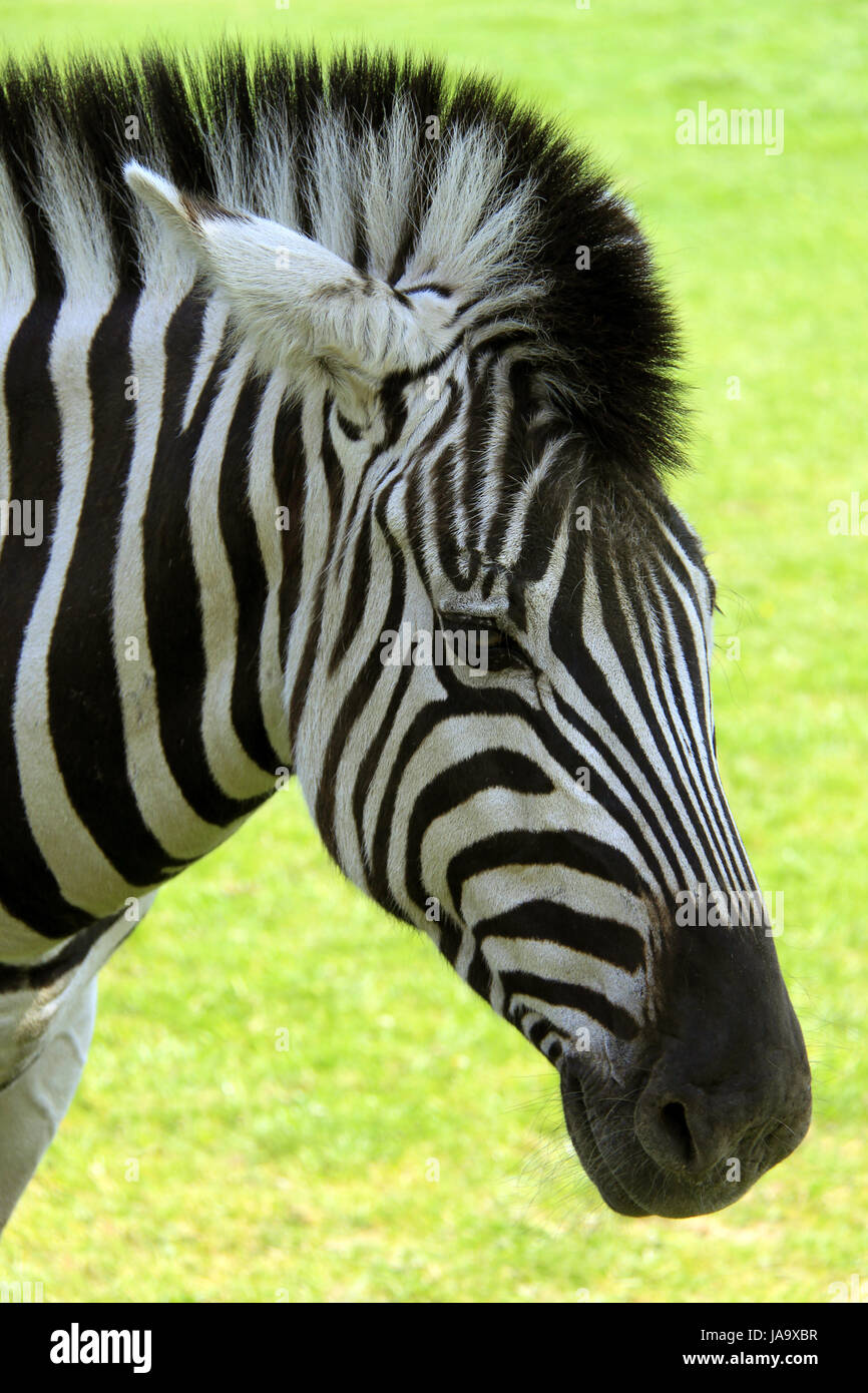 black, swarthy, jetblack, deep black, blank, european, caucasian ...