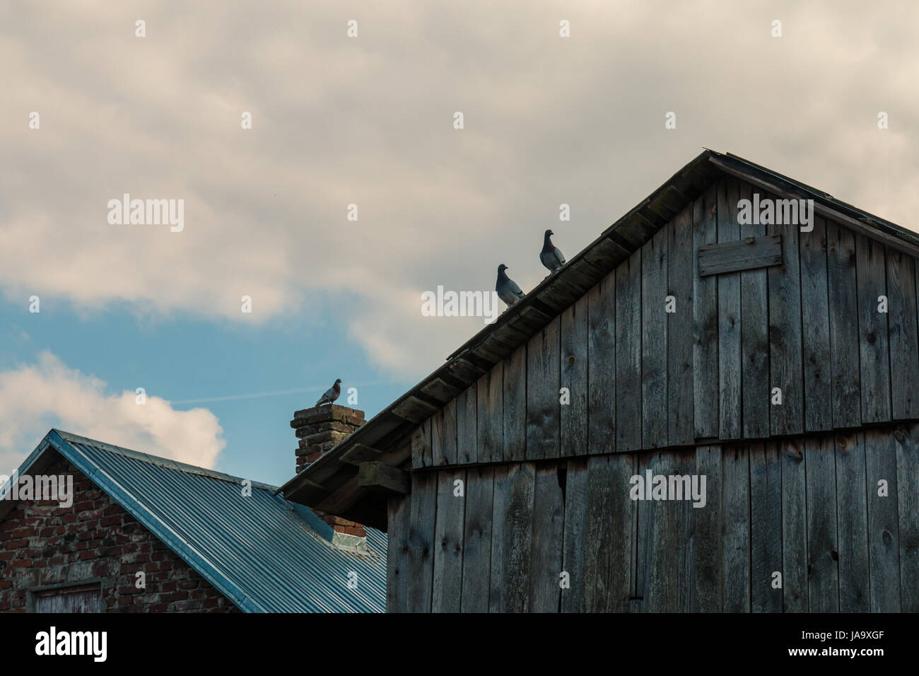 A few pigeons sitting on the roof of barn Stock Photo - Alamy