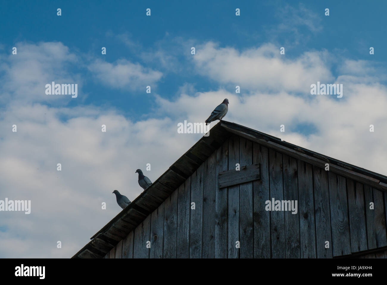A few pigeons sitting on the roof of barn Stock Photo - Alamy