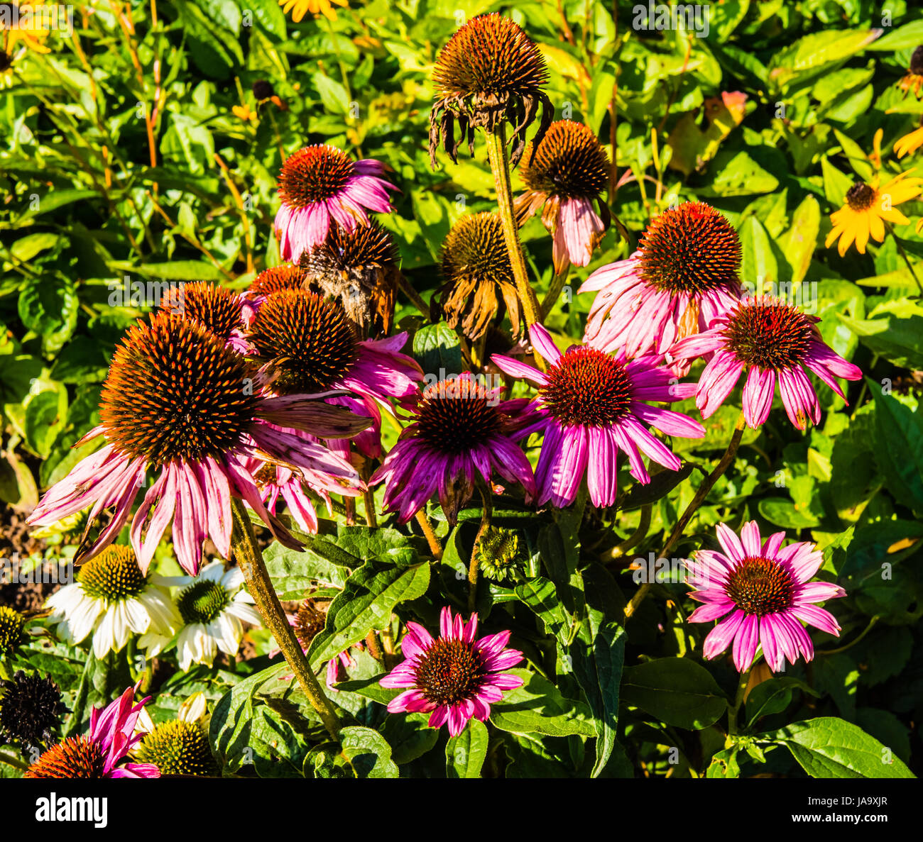plant, flower, flowers, blossoms, late summer, shrub, sun shade, bleed ...