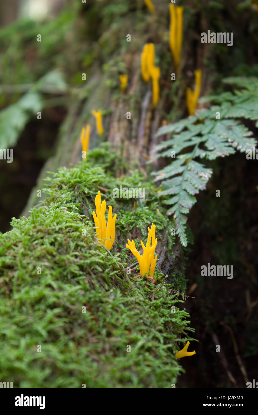 mushroom calocera viscosa Stock Photo - Alamy