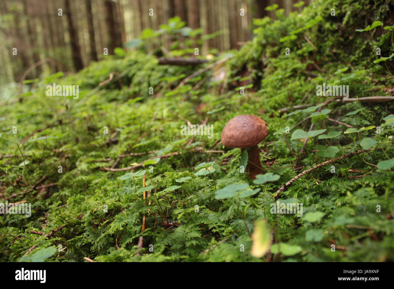 Rhrenpilz hi-res stock photography and images - Alamy