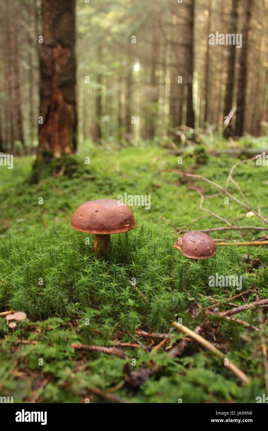 Rhrenpilz hi-res stock photography and images - Alamy