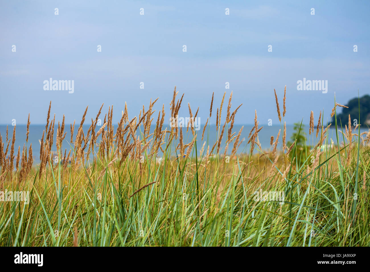 beach, seaside, the beach, seashore, grasses, water, baltic sea, salt ...