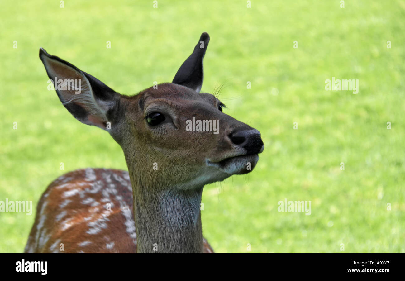 mammal, hind, fallow deer, hart, stag, female, mammal, curious, nosey ...