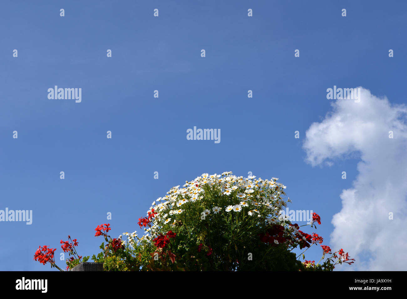 worms eye, flower, flowers, plant, blossom, bloom, flourish ...