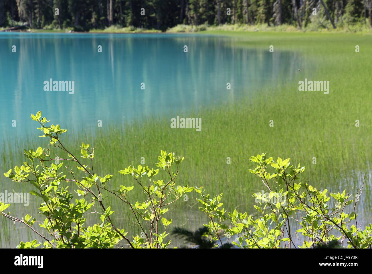 canada, reed, salt water, sea, ocean, water, bank, shore, canada, reed ...