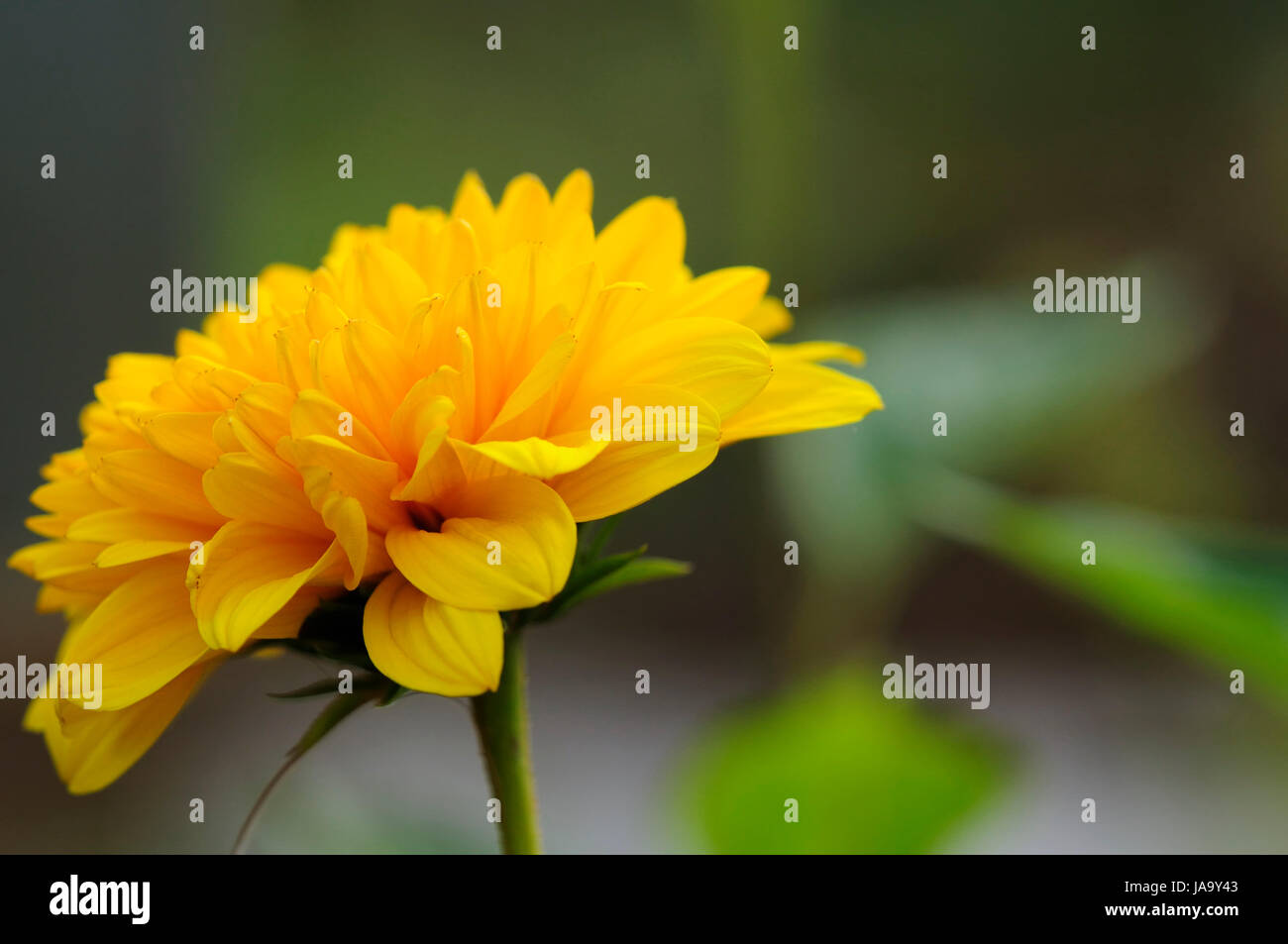 Erdtrffel hi-res stock photography and images - Alamy