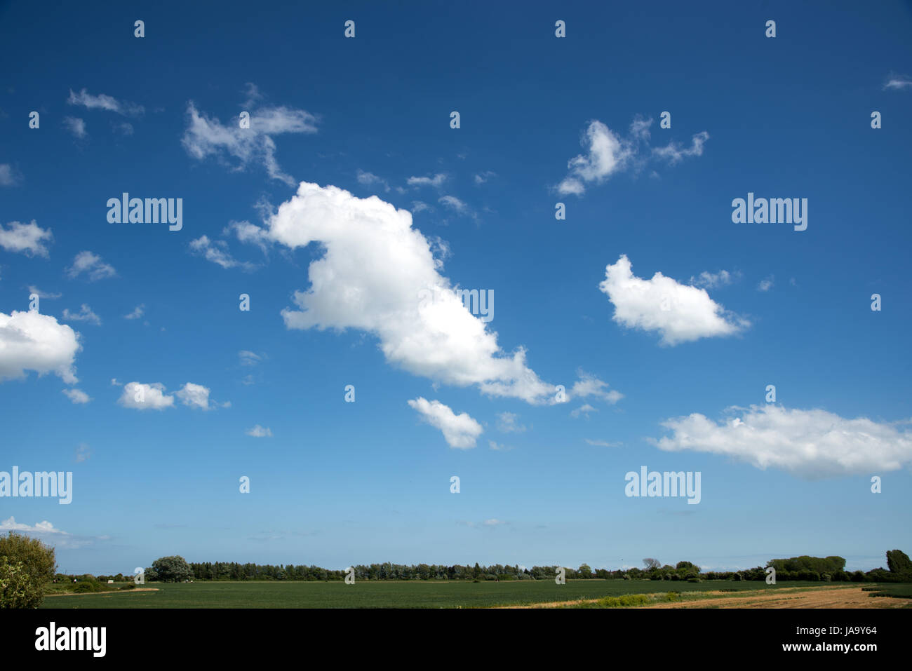 White cumulus dramatic clouds on a blue sky above a agricultural ...