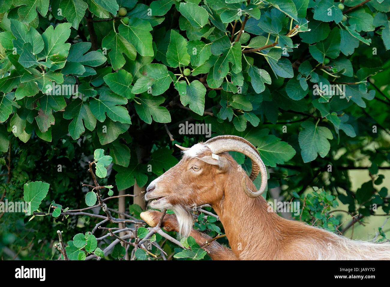 Goat Eating Shrub High Resolution Stock Photography and Images - Alamy