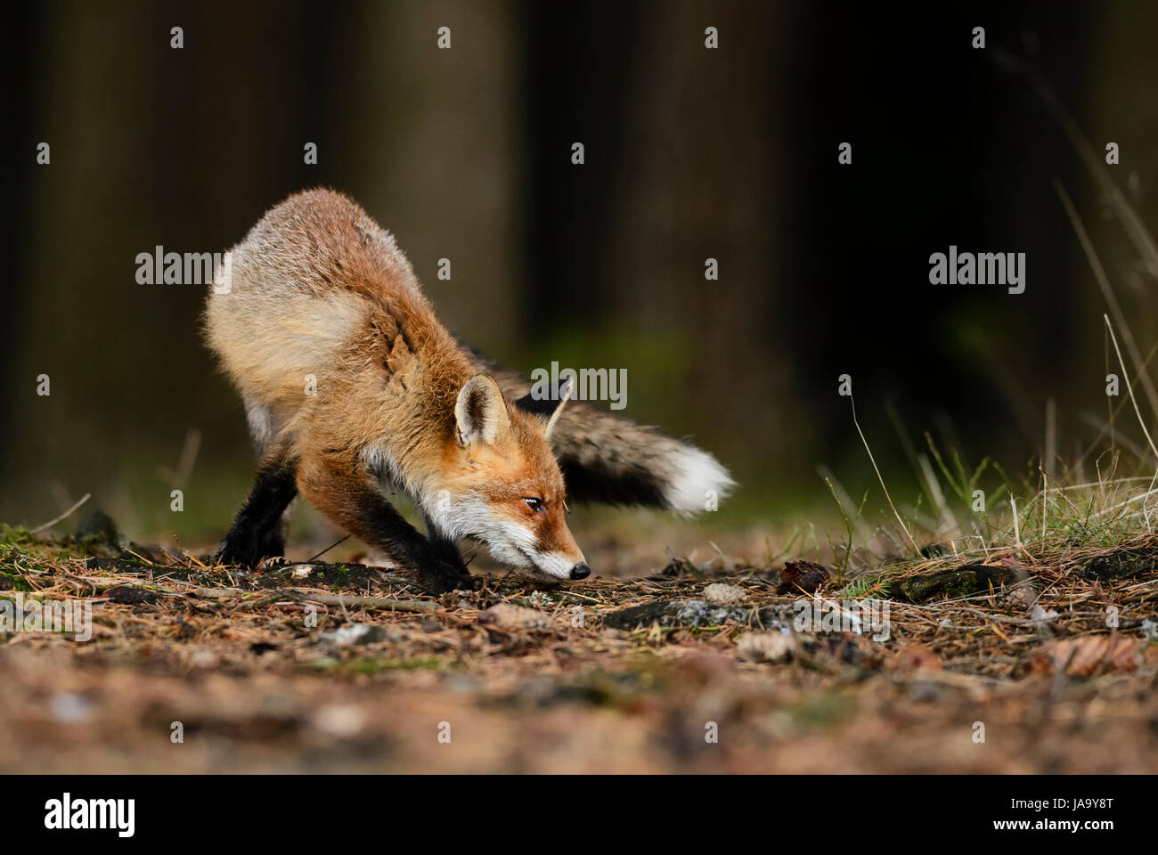 Red Fox tracing in forest Stock Photo - Alamy