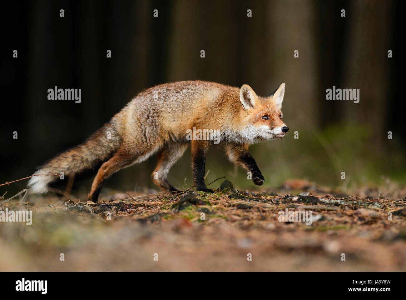 Red Fox tracing in forest Stock Photo - Alamy