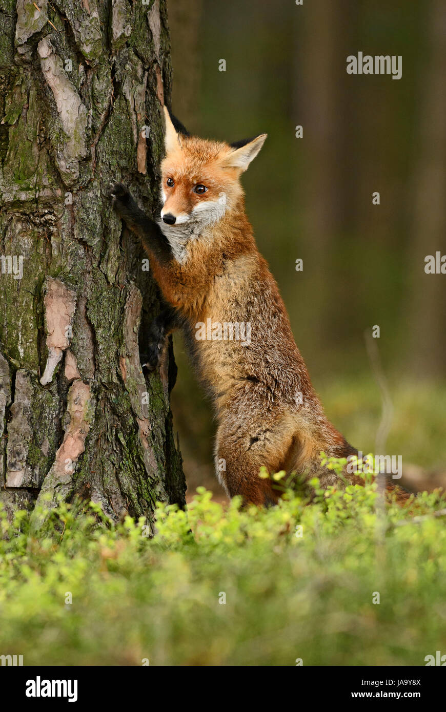 Bhutan ukraine hi-res stock photography and images - Alamy