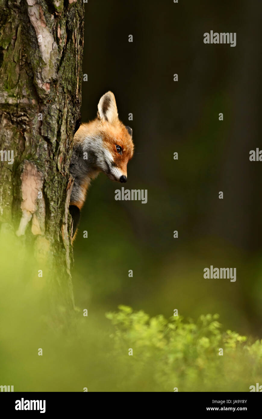 Red Fox peeking from behind of tree Stock Photo - Alamy