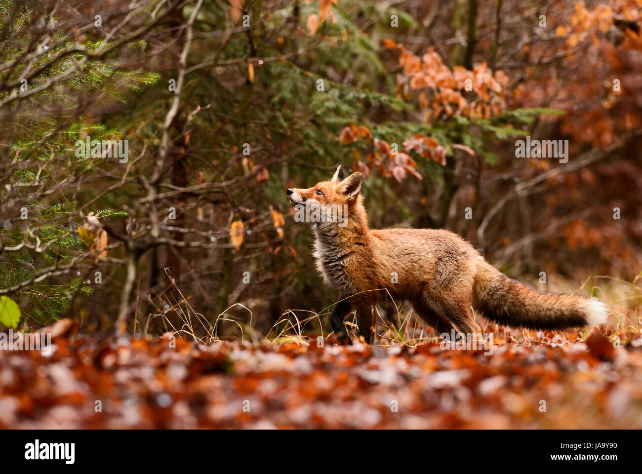 Red Fox in autumn forest Stock Photo - Alamy