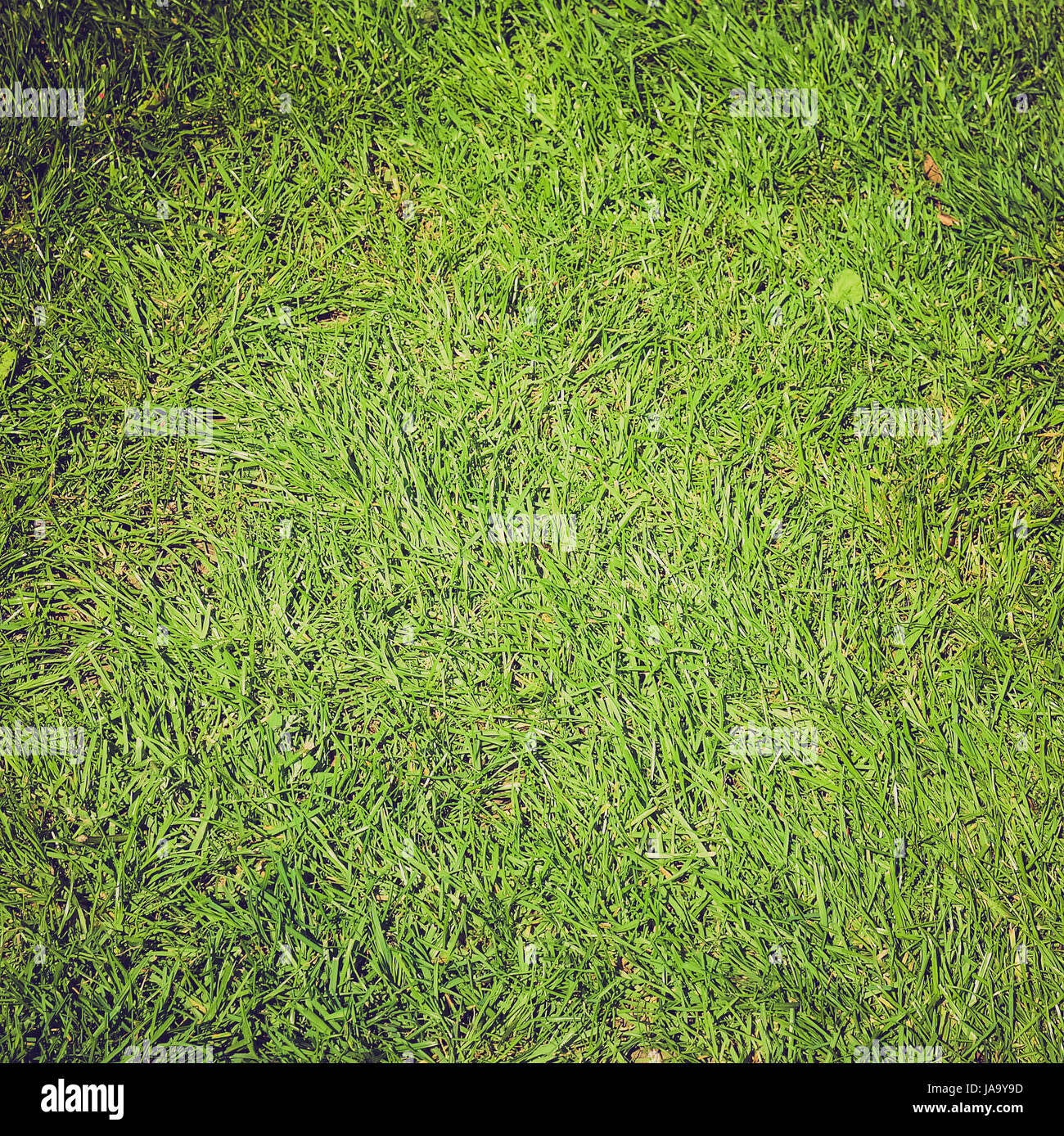 vintage, retro, meadow, grass, lawn, green, backdrop, background ...