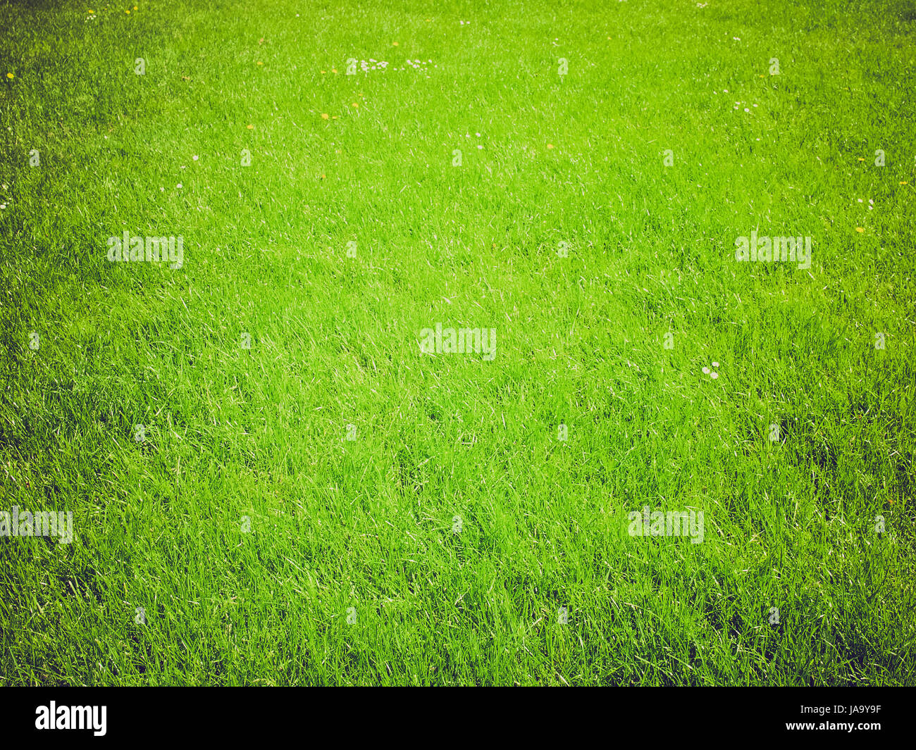 vintage, retro, meadow, grass, lawn, green, backdrop, background ...