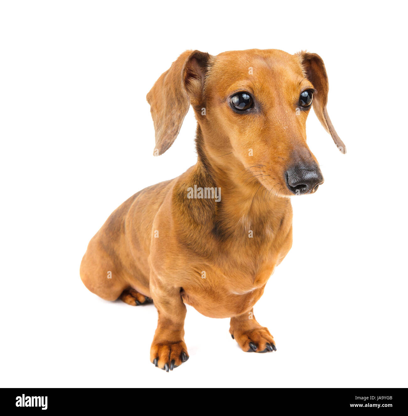 pet, portrait, look, glancing, see, view, looking, peeking, looking at ...