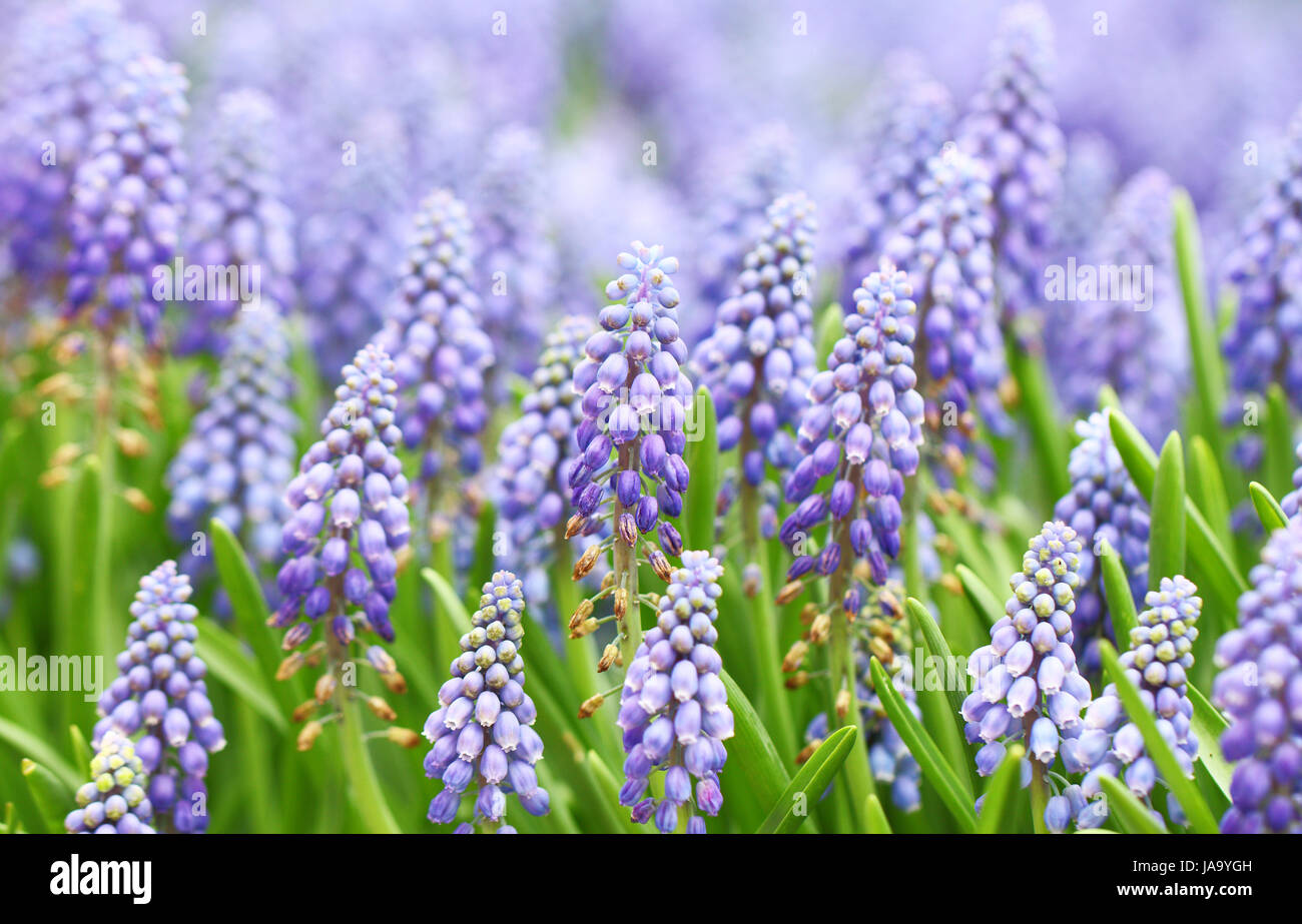 blue, environment, enviroment, flower, plant, bloom, blossom, flourish ...