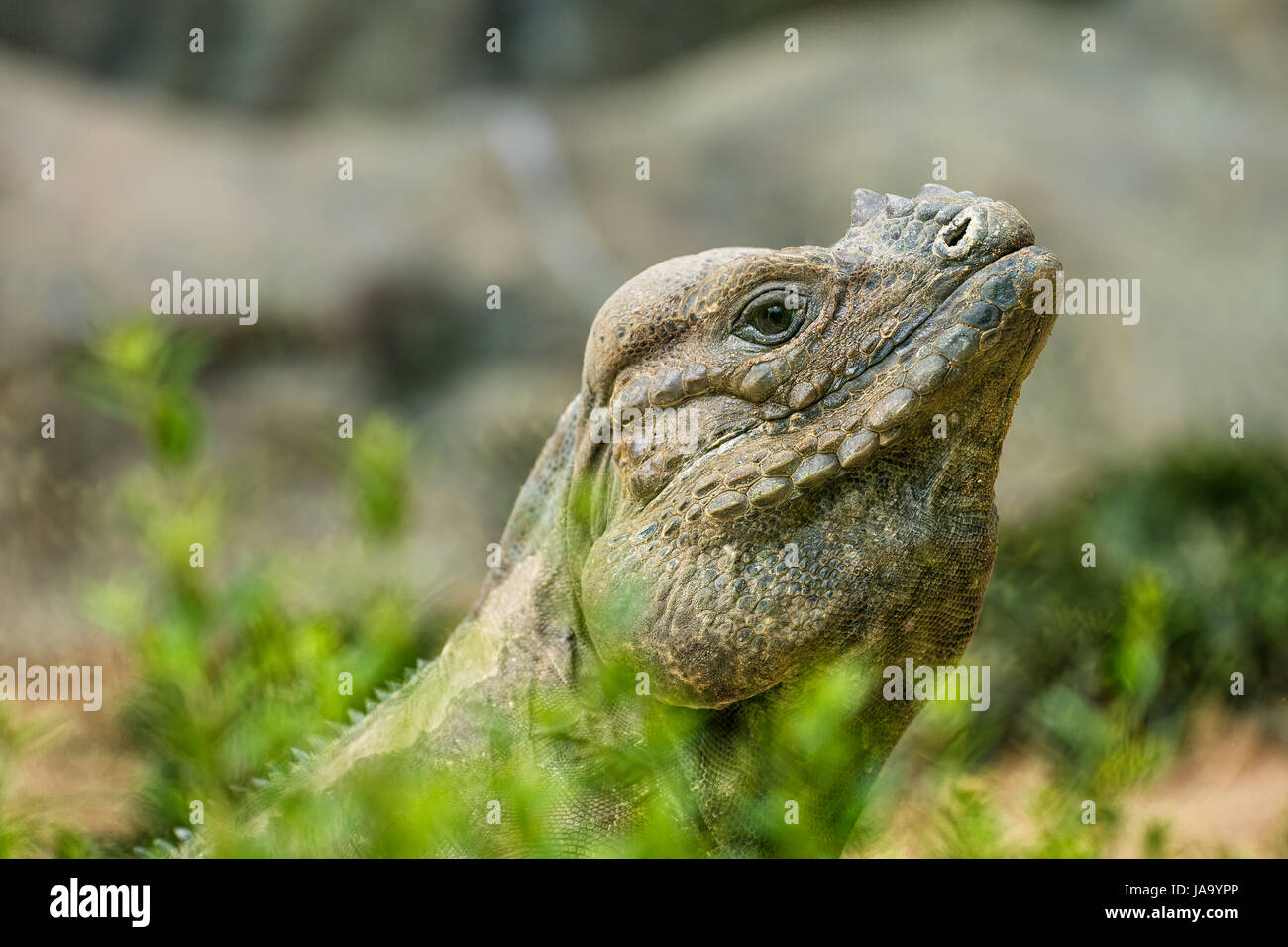 animal, reptile, fauna, saurian, portrait, creature, reptiles, meadow ...